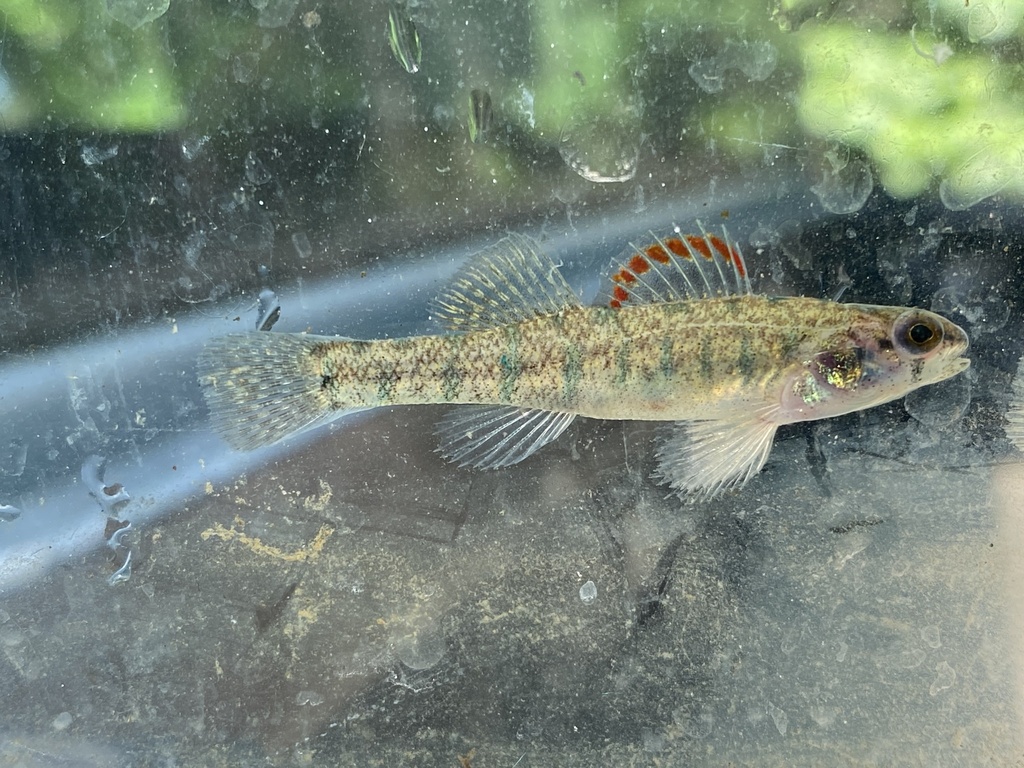 Slough darter from Carthage, AR, US on June 29, 2022 at 04:07 PM by ...