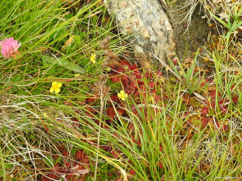 heath rush from La Morcuera, Madrid, España on June 24, 2022 at 11:18 ...