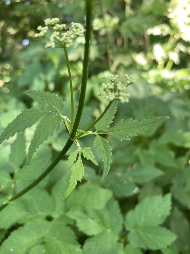 Goutweed from Cresskill Community Center, Cresskill, NJ, US on June 29 ...