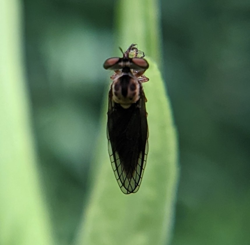 Gnat Ogres from Stroud Township, PA, USA on June 29, 2022 at 12:58 PM ...