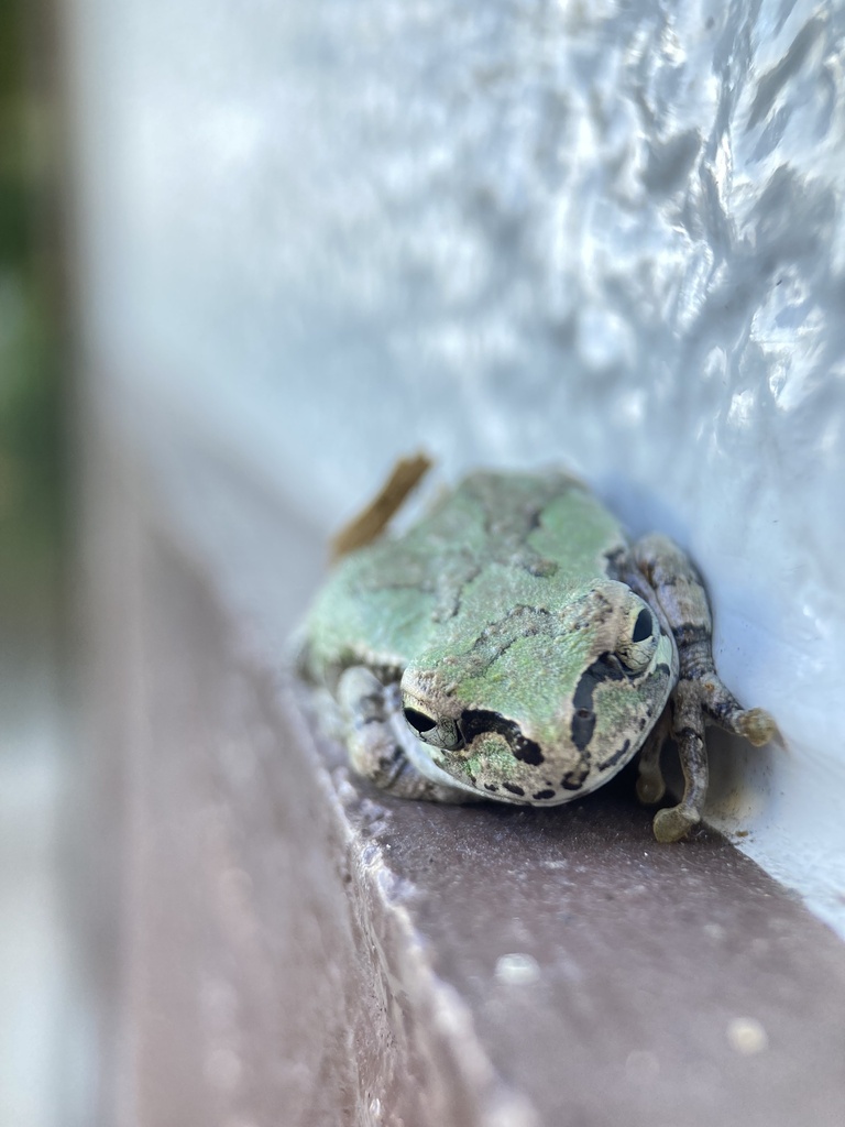 Japanese Tree Frog from 和泉町宮下, 安城市, 愛知県, JP on June 30, 2022 at 06:55 ...
