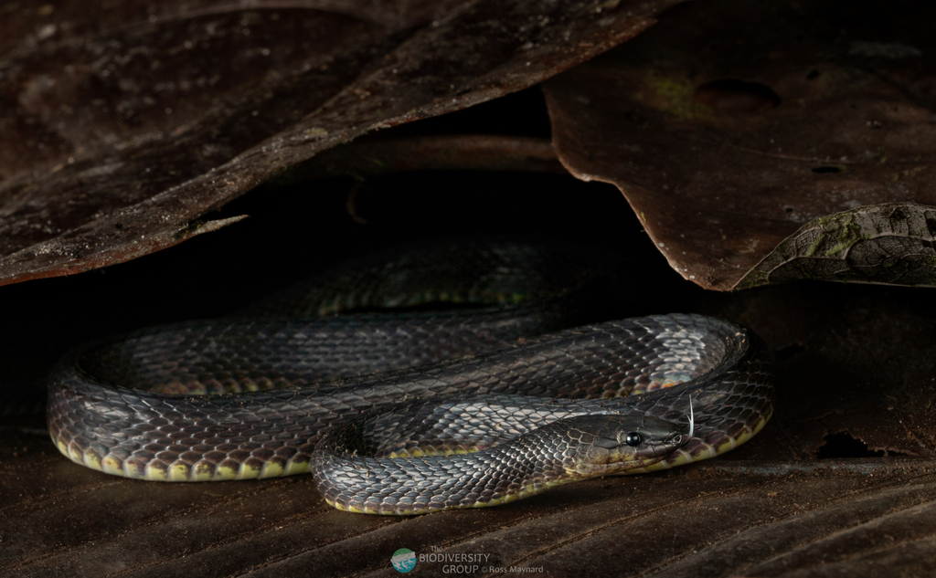 Fugler's Shadow Snake from Cotacachi, Ecuador on July 15, 2021 at 07:21 ...