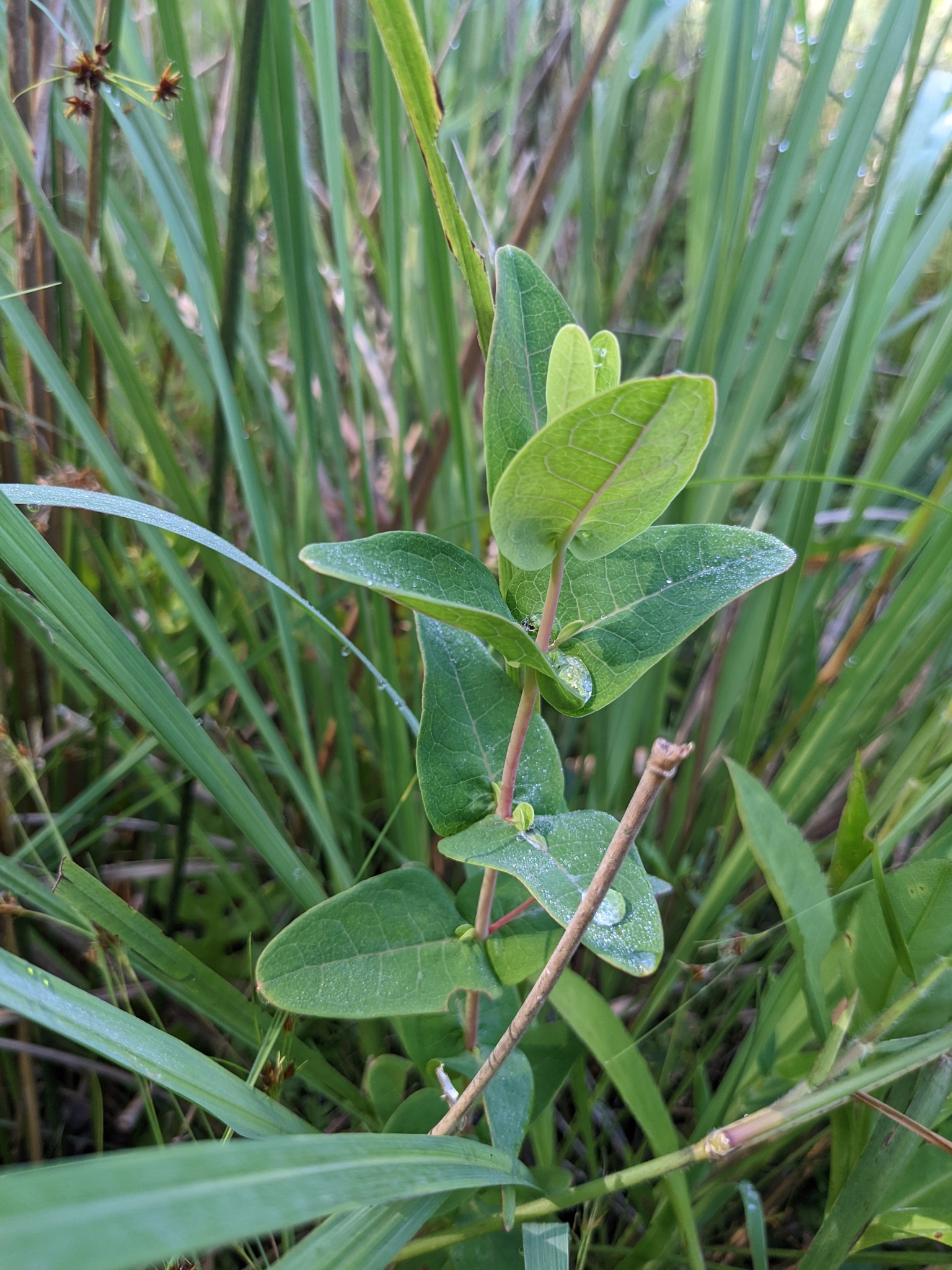 Hypericum virginicum L.
