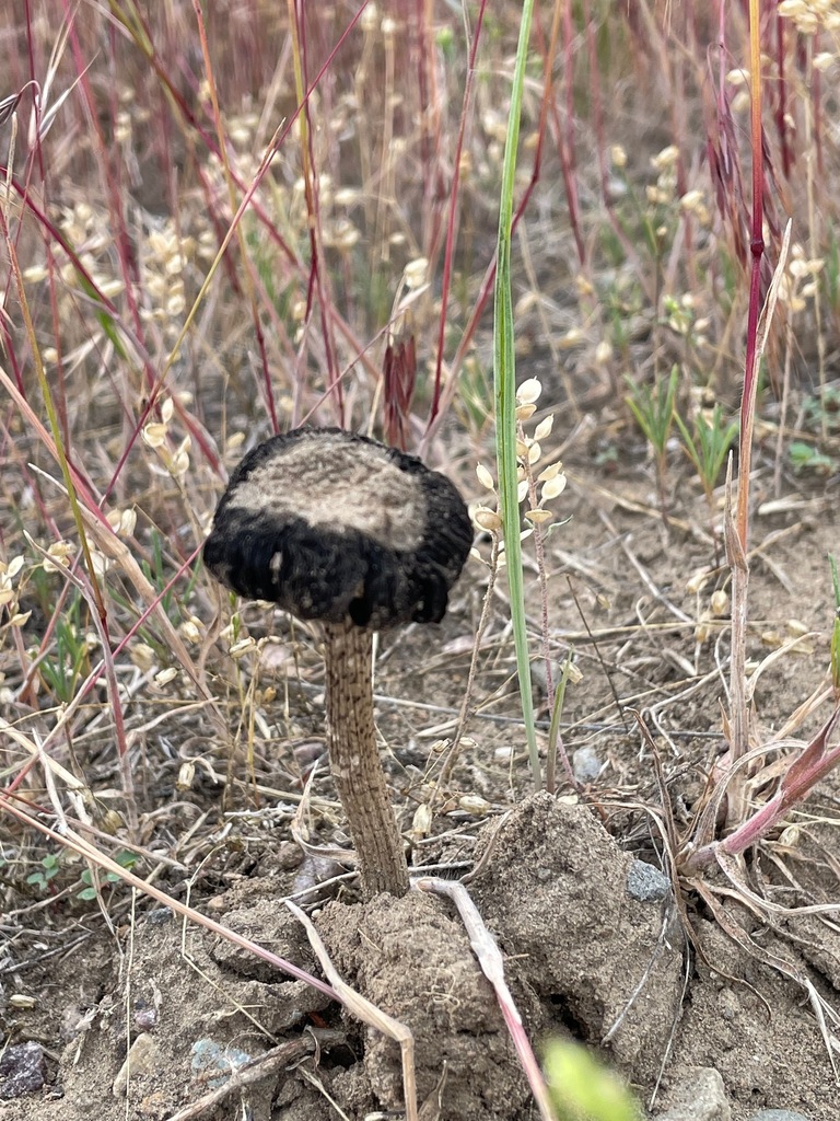 Desert Inkcap from Power, Idaho, United States on June 18, 2022 at 09: ...