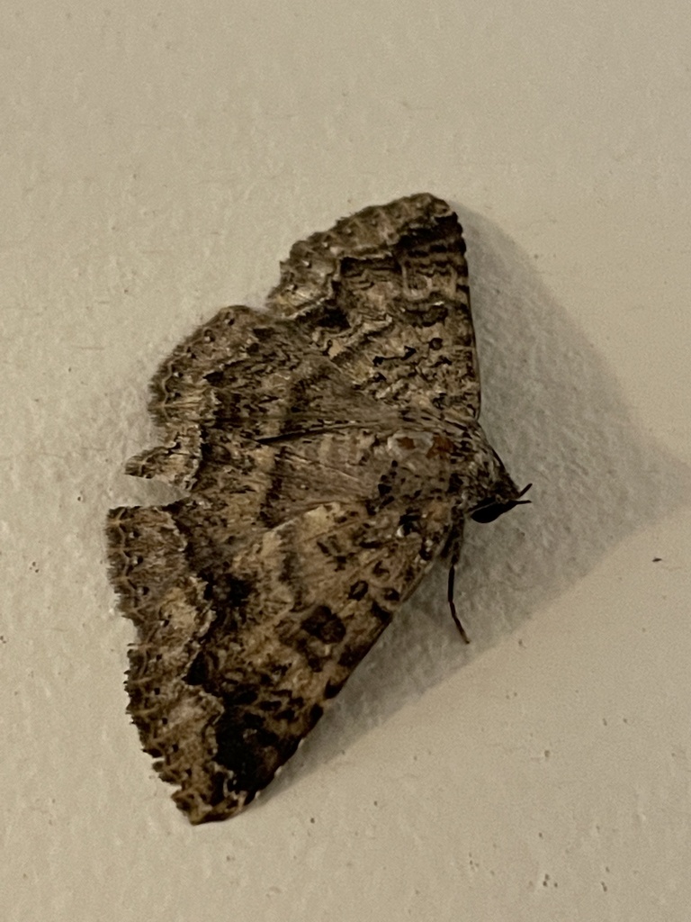 Lawson's Night Moth in June 2022 by suecee · iNaturalist