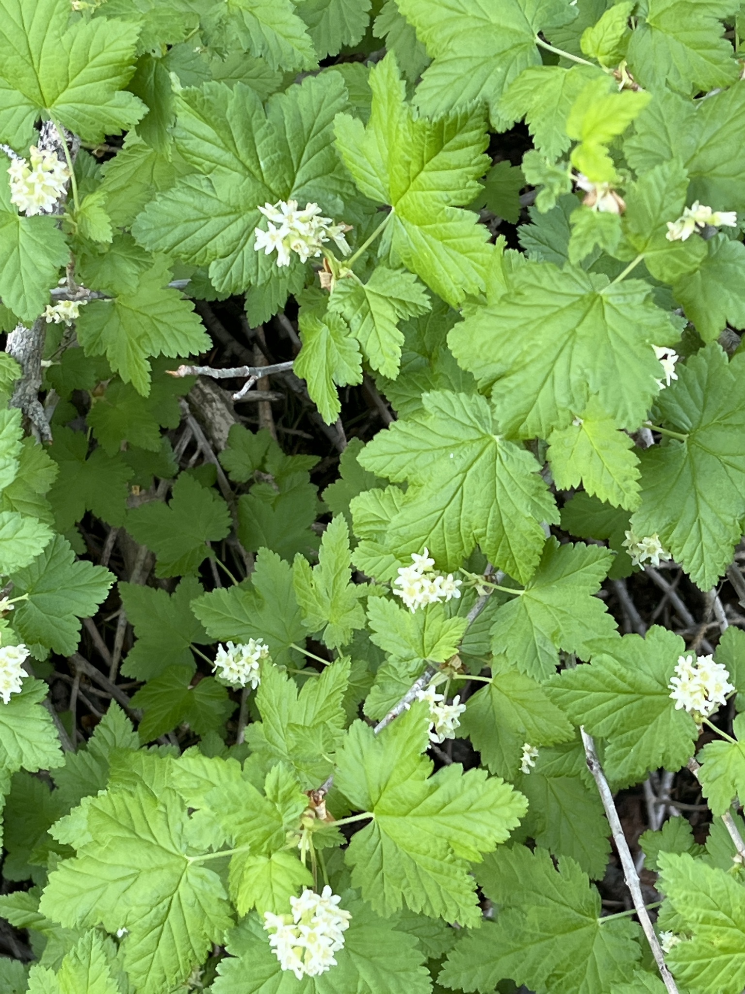 Ribes wolfii Rothr.