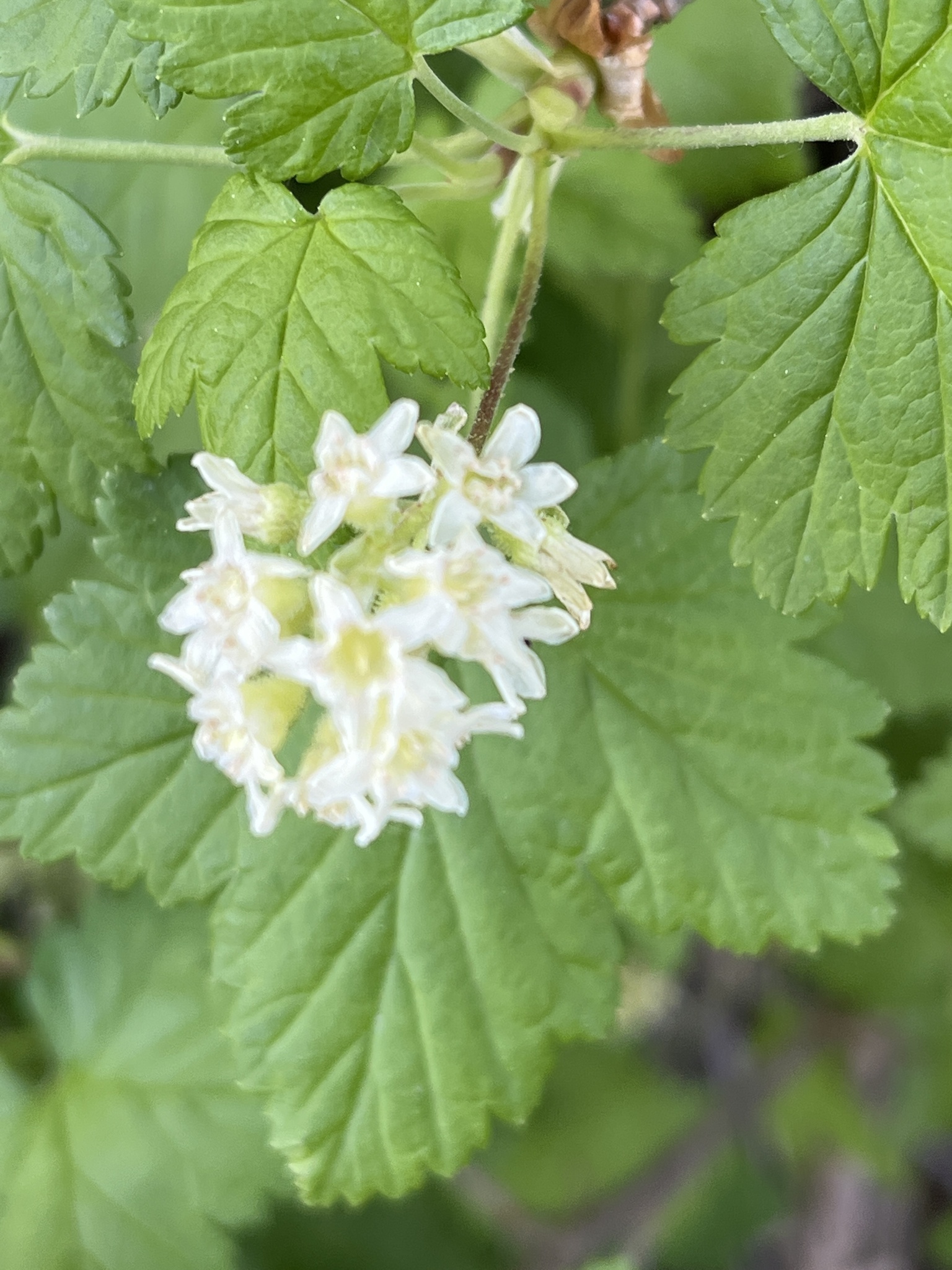 Ribes wolfii Rothr.