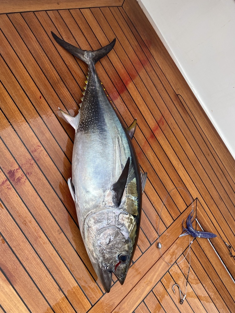 Pacific Bluefin Tuna (Thunnus orientalis) - Marine Life Identification