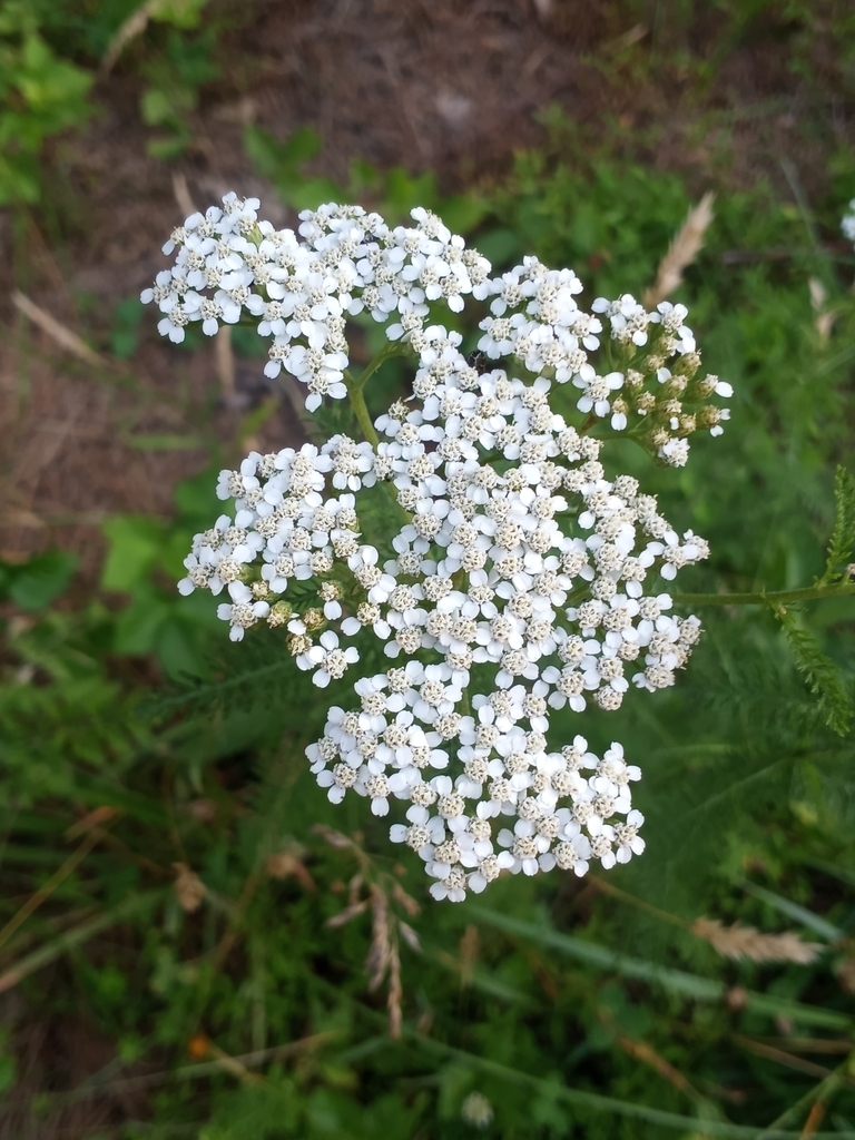 common yarrow from Marydel, MD 21649, USA on June 29, 2022 at 06:08 PM ...