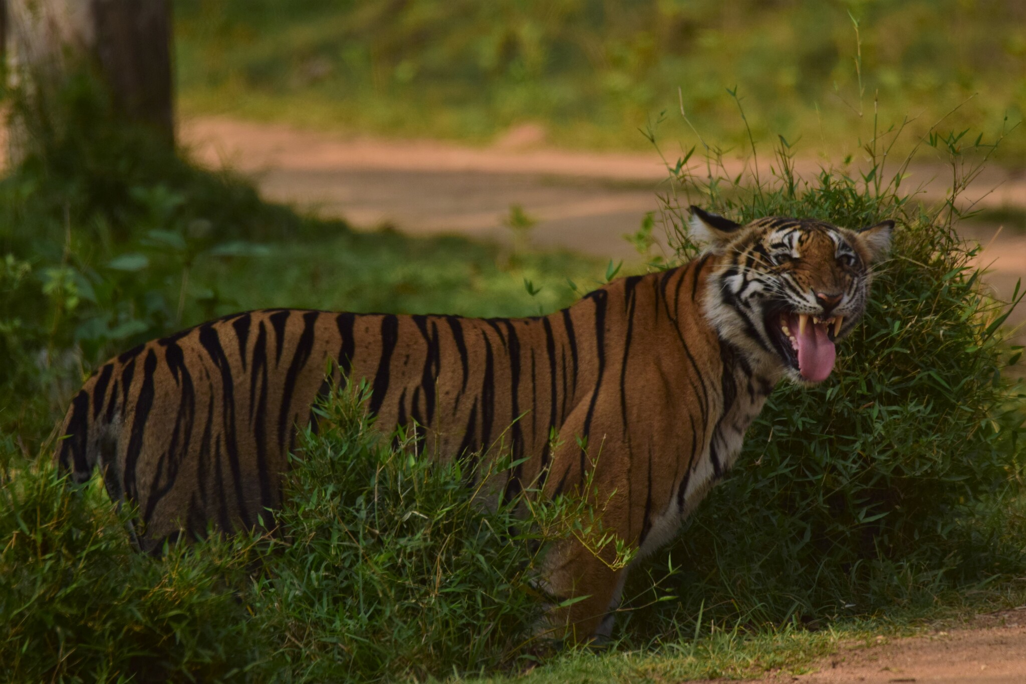 Panthera tigris (Linnaeus, 1758)