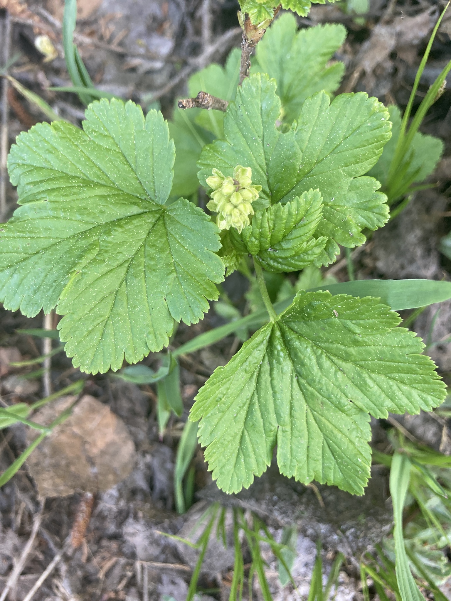 Ribes wolfii Rothr.