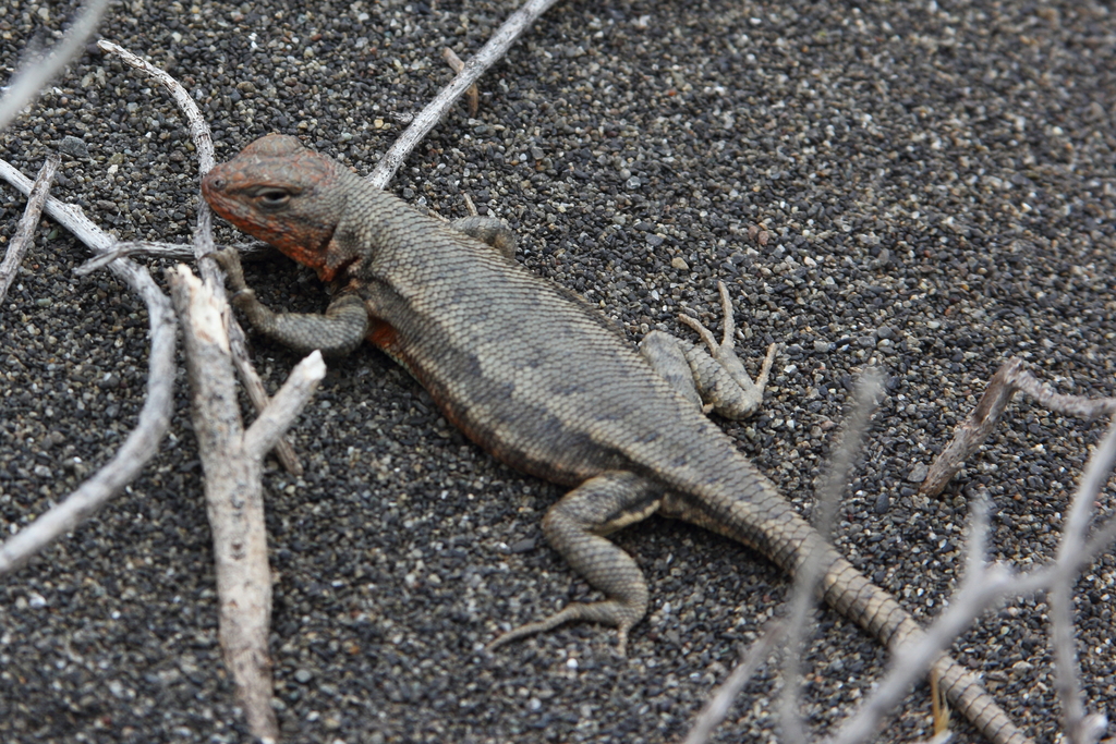 Common Sagebrush Lizard (Sceloporus graciosus) - Snakes and Lizards