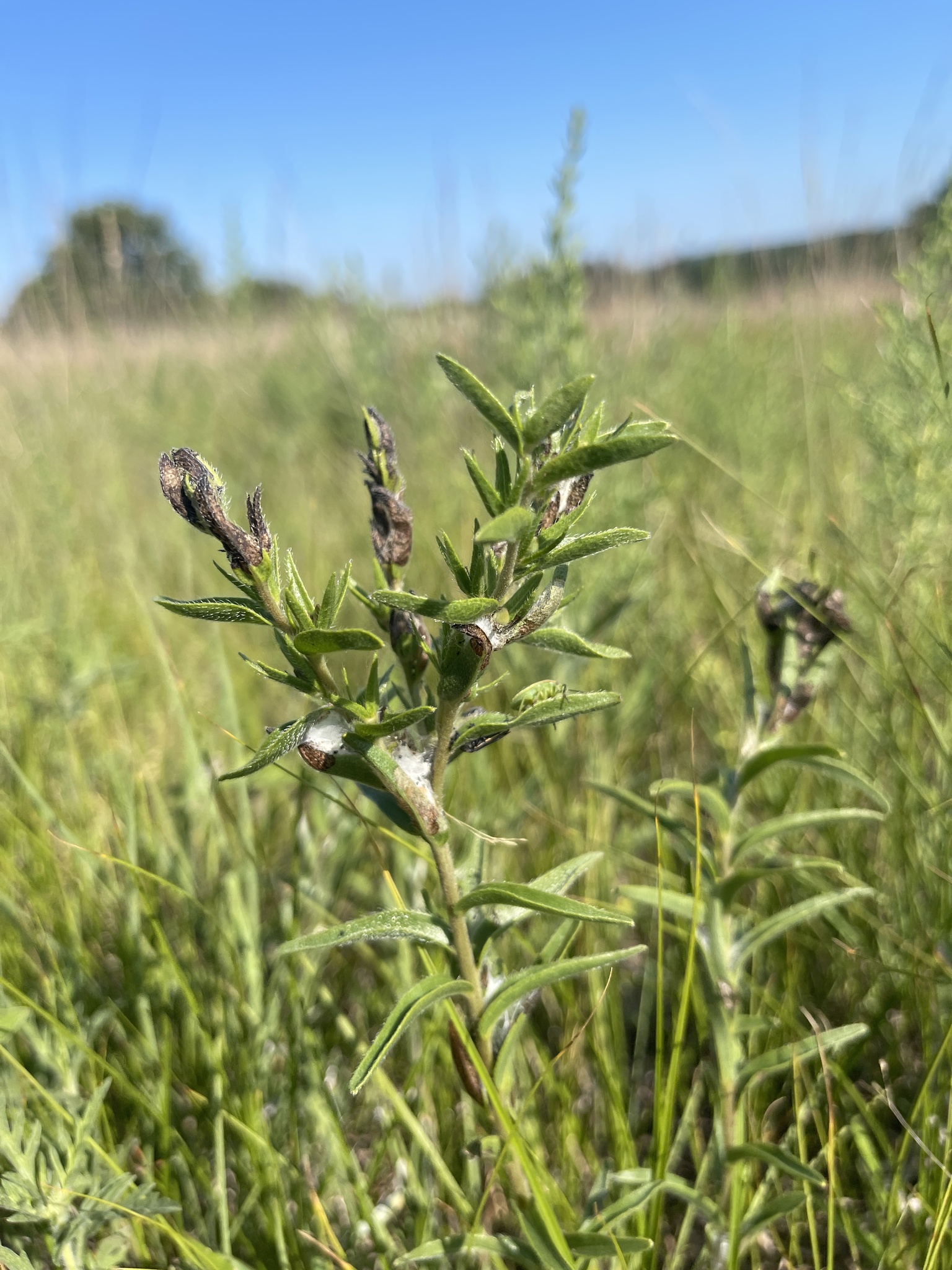 Lithospermum parviflorum Weakley, Witsell & D.Estes
