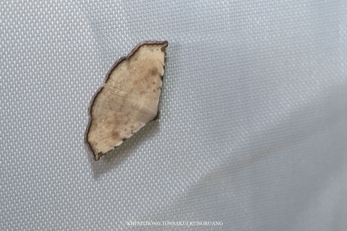 Eublemma galactea · iNaturalist