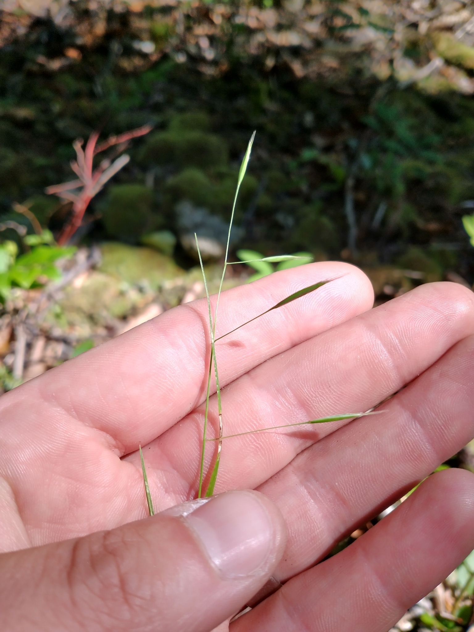 Danthonia compressa Austin