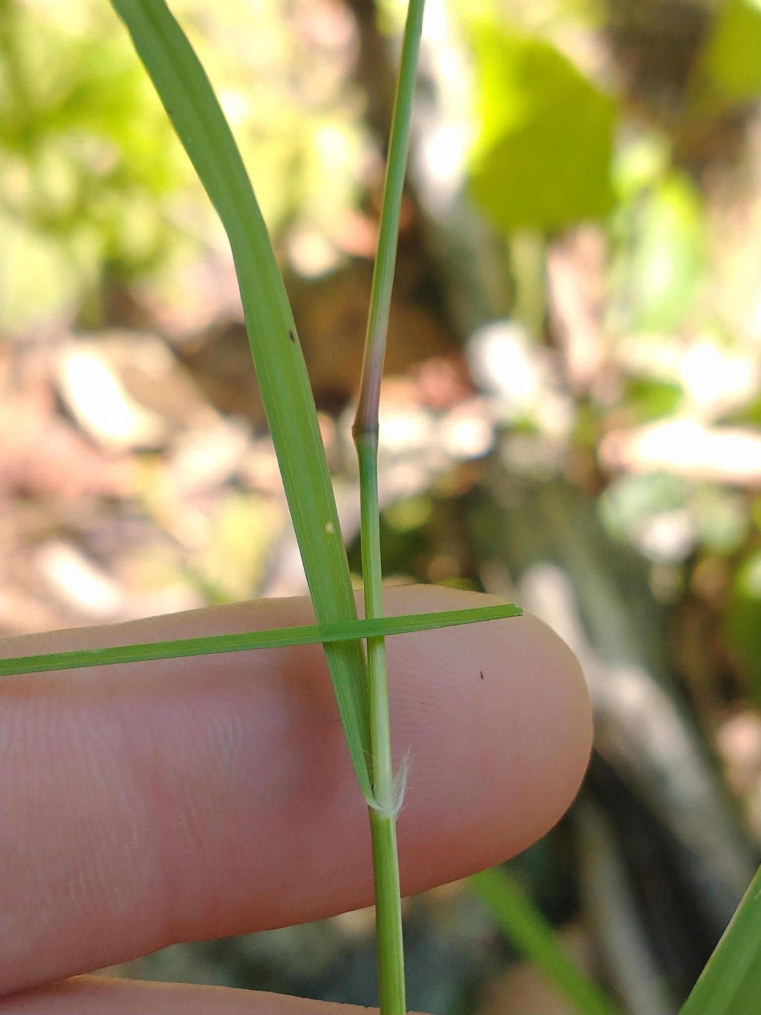 Danthonia compressa Austin