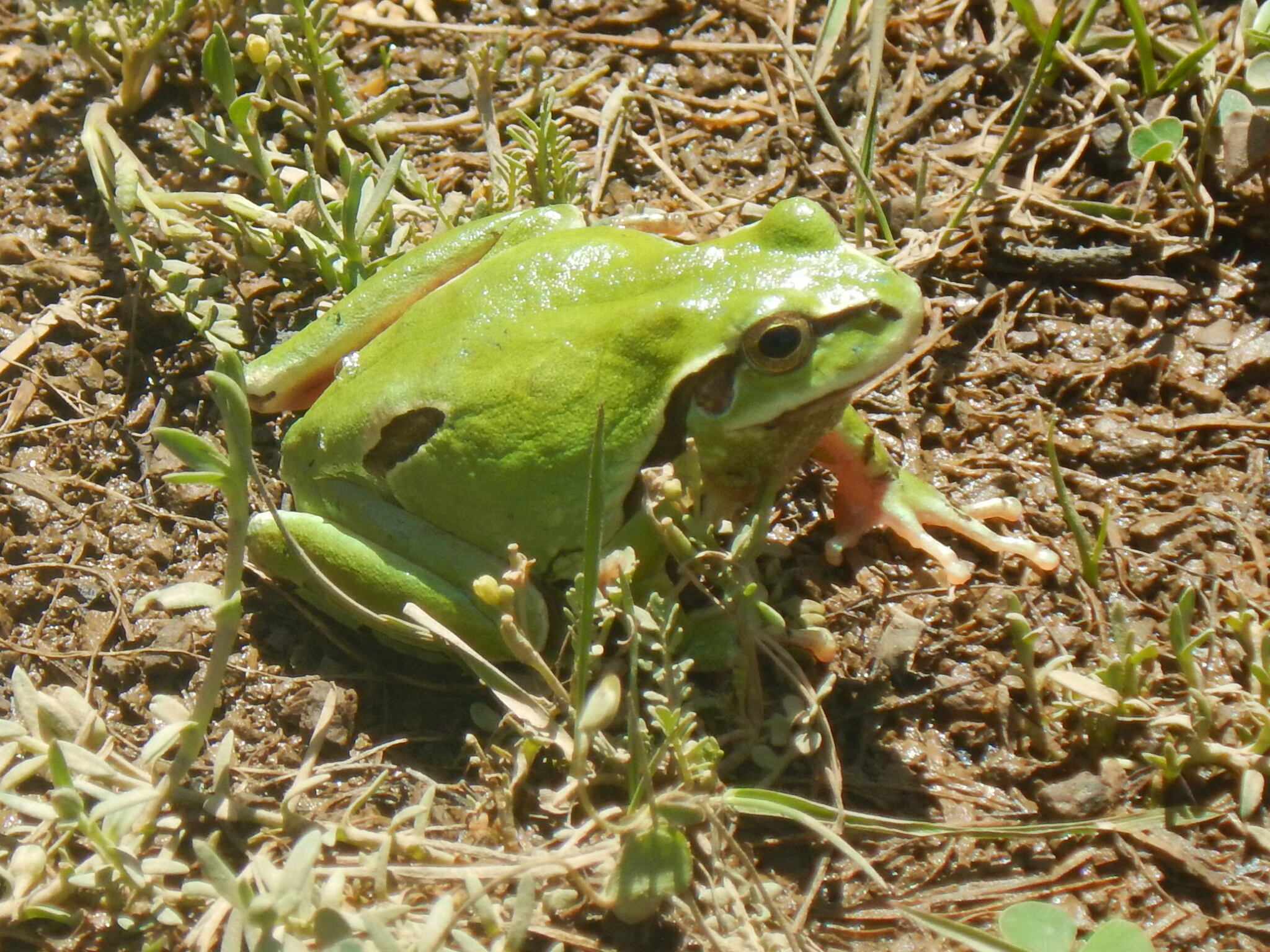 Hyla plicata Brocchi, 1877