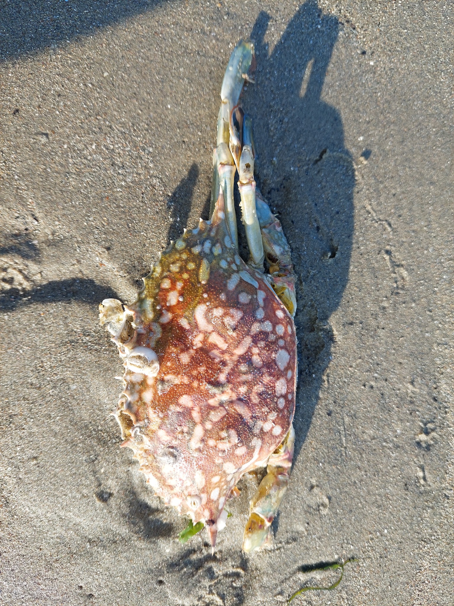 Portunus pelagicus (Linnaeus, 1758)