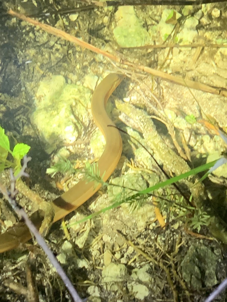 Asian Swamp Eel from Everglades National Park, Homestead, FL, US on ...