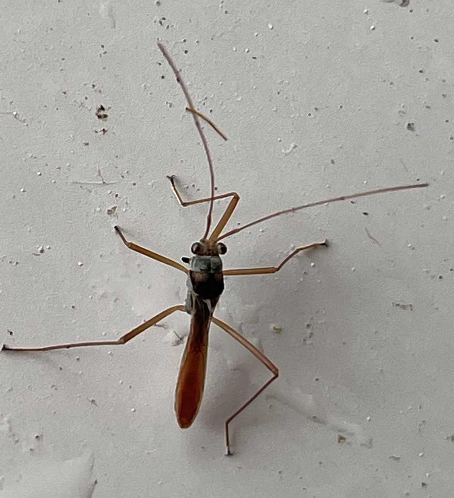 Linear Bug from Cooktown, QLD, AU on June 30, 2022 at 09:59 AM by ...