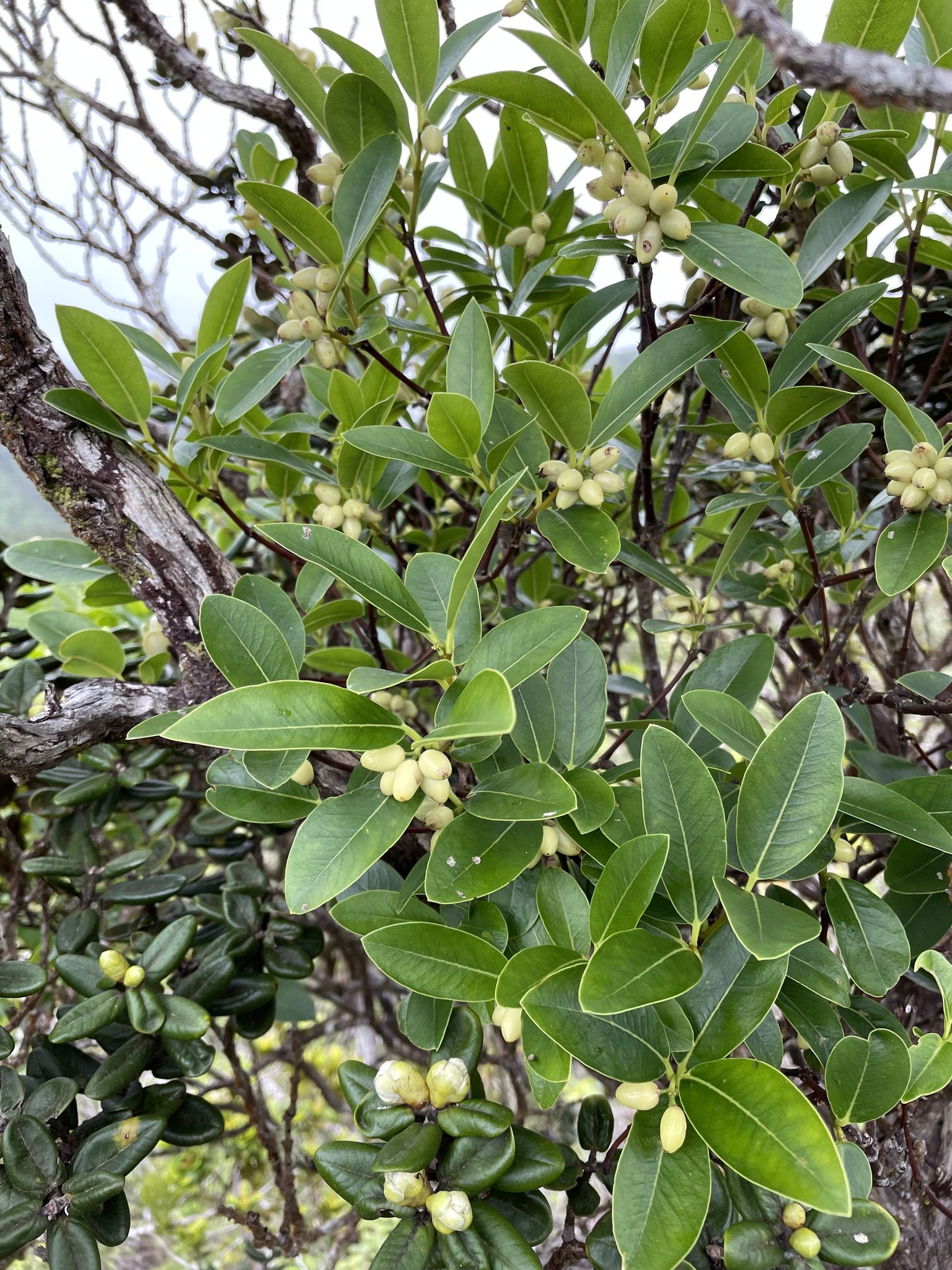 Wikstroemia oahuensis (A.Gray) Rock