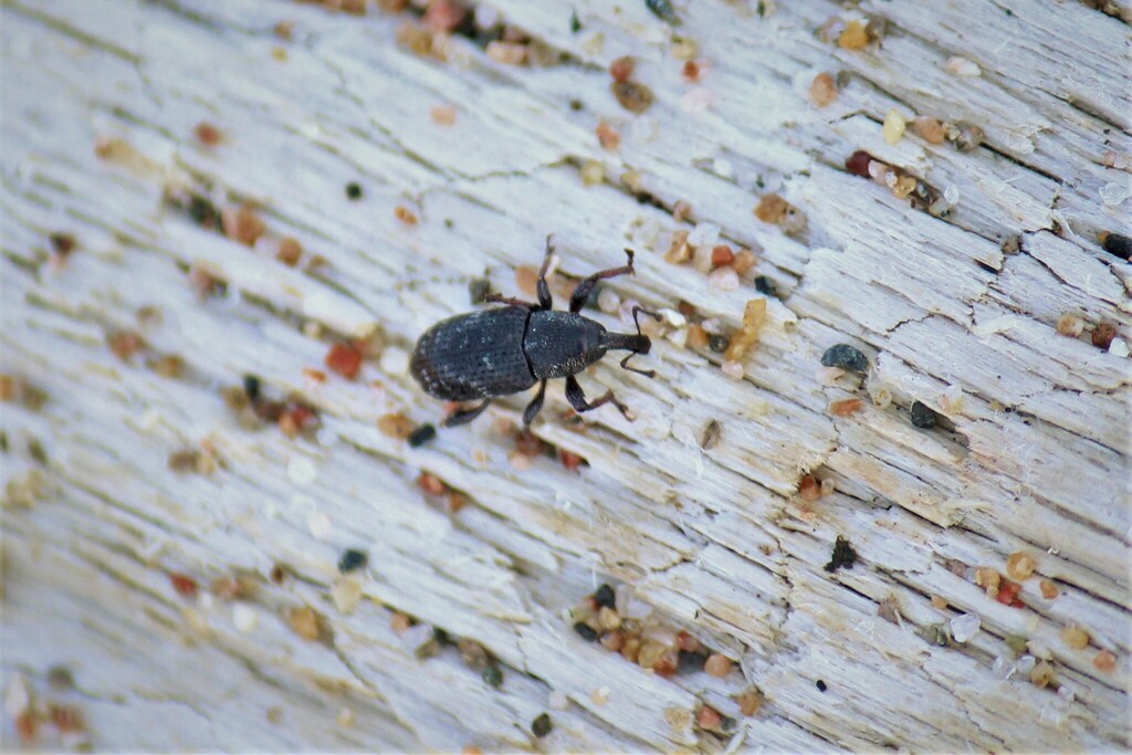 Seedling Debarking Weevil from Thunder Bay District, ON, Canada on June ...