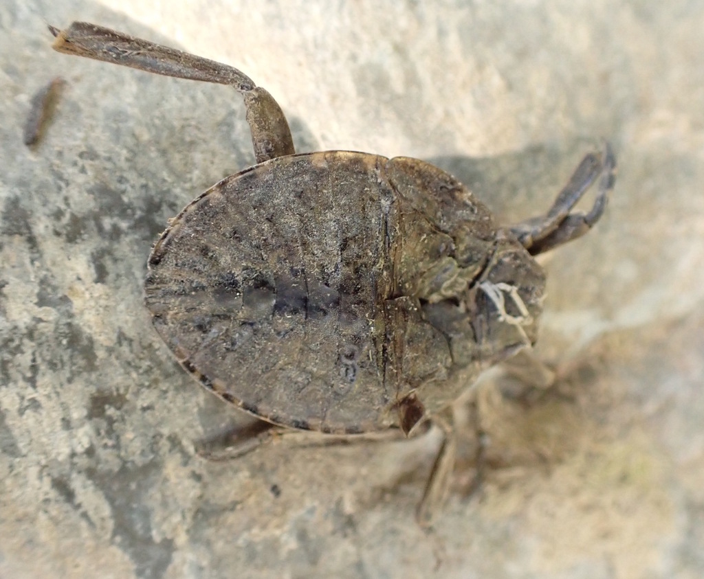Abedus indentatus from Ventura County, CA, USA on June 29, 2022 at 04: ...