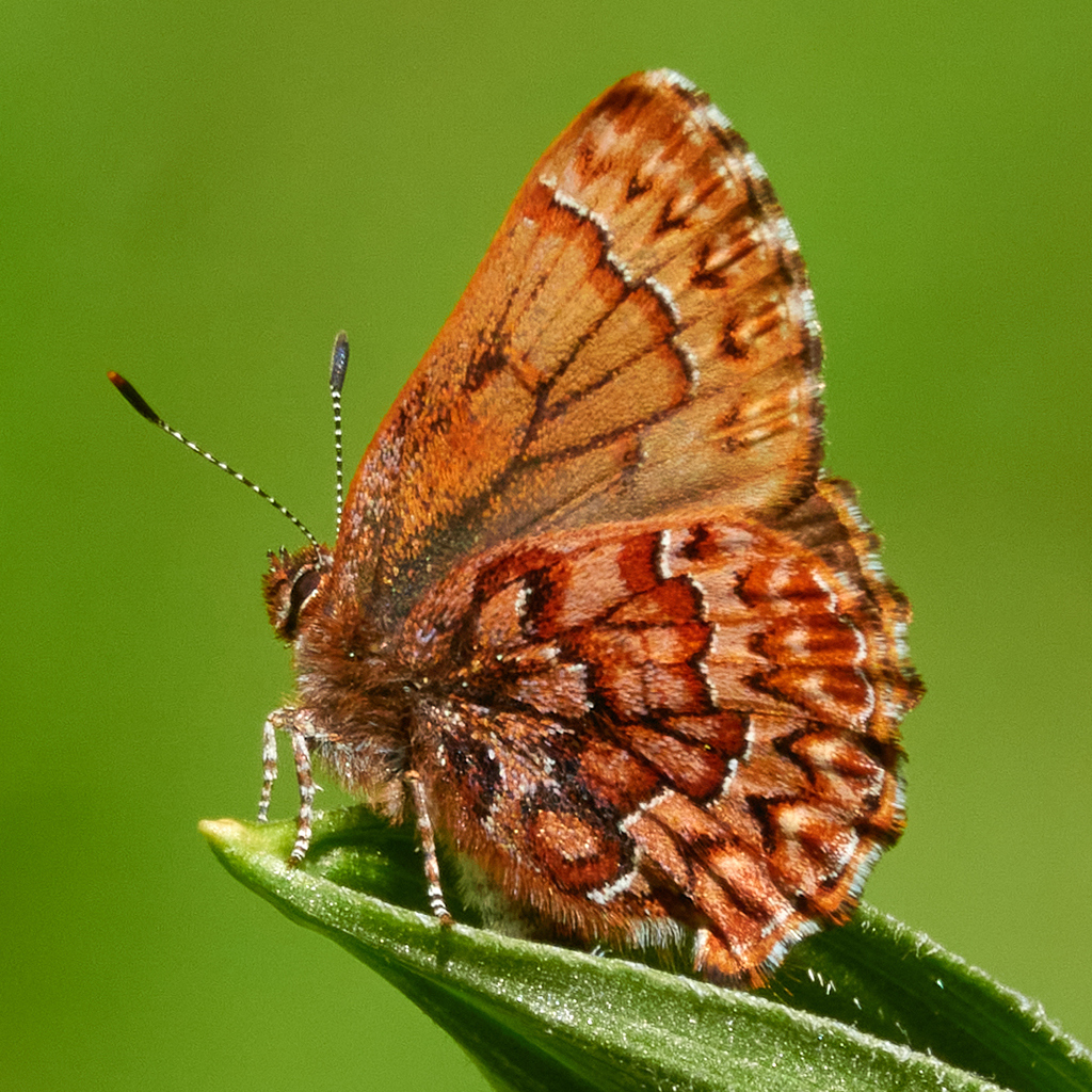 Western Pine Elfin (Yosemite National Park Butterfly Guide 🦋) · iNaturalist