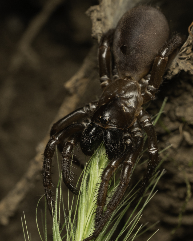 California Turret Spider from EBMUD, Contra Costa, California, United ...