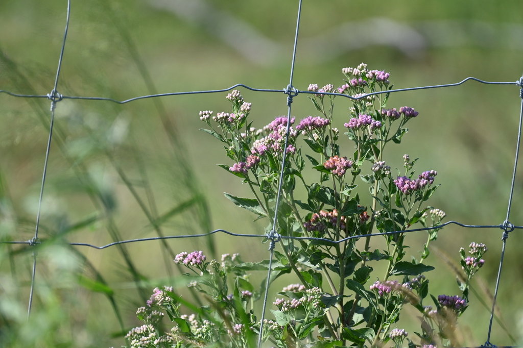 marsh fleabane from Kleberg County, TX, USA on June 29, 2022 at 05:17 ...
