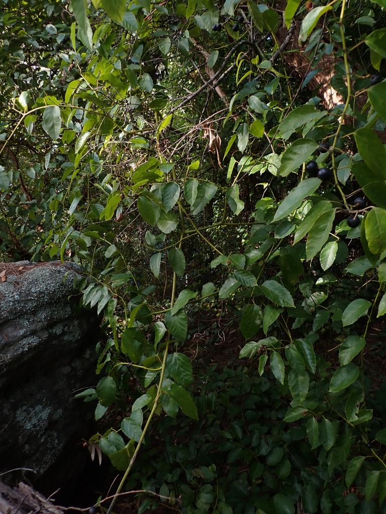 Kangaroo Vine from Hurstville, AU-NS, AU on June 30, 2022 at 10:55 AM ...