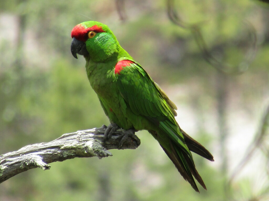 Thick-billed Parrot in June 2022 by Alejandro Gómez Nísino · iNaturalist