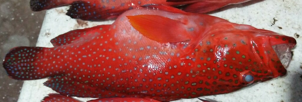 Coral Grouper from Weda, Central Halmahera Regency, North Maluku ...