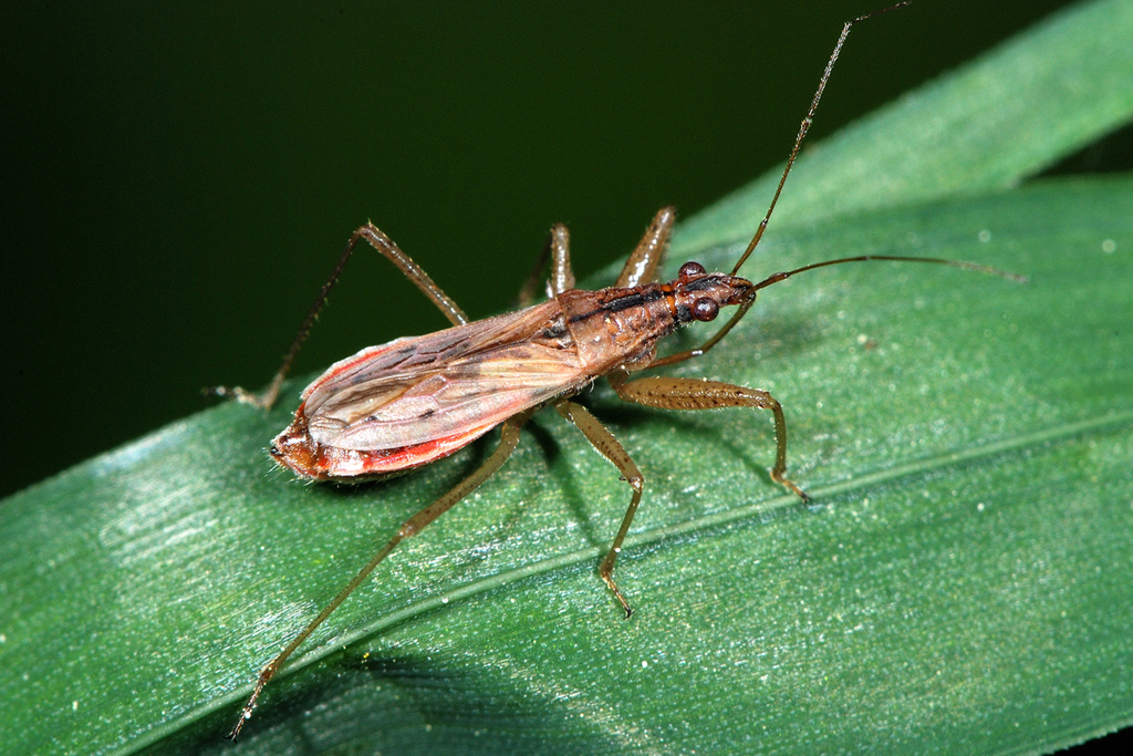 Common Damsel Bug from Reiherholz, 27798 Hude, Deutschland on April 25 ...