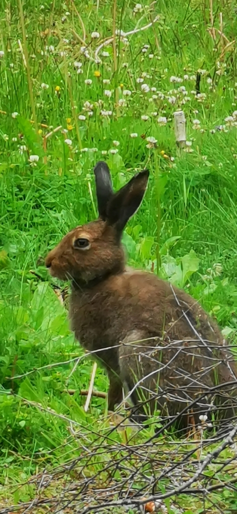 Mountain Hare from 2123 Bruvoll, Norway on June 24, 2022 at 08:49 AM by ...