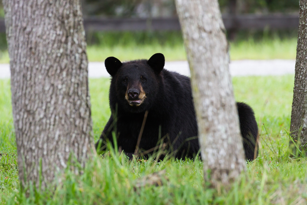 Eastern Black Bear (Ursus americanus americanus) - Know Your Mammals