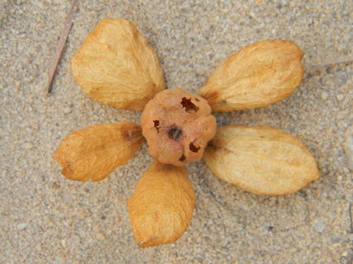 Monotes madagascariensis · iNaturalist