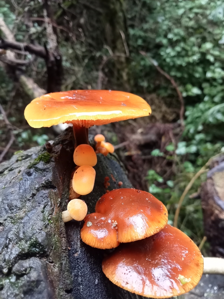 Velvet Foot from Allandale 8971, New Zealand on June 30, 2022 at 03:11 ...