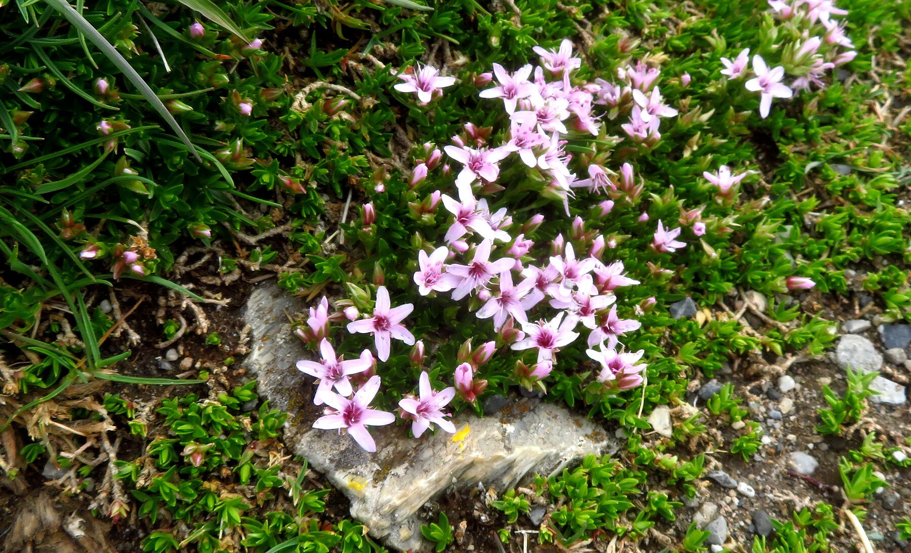 Arenaria purpurascens Ramond ex DC.