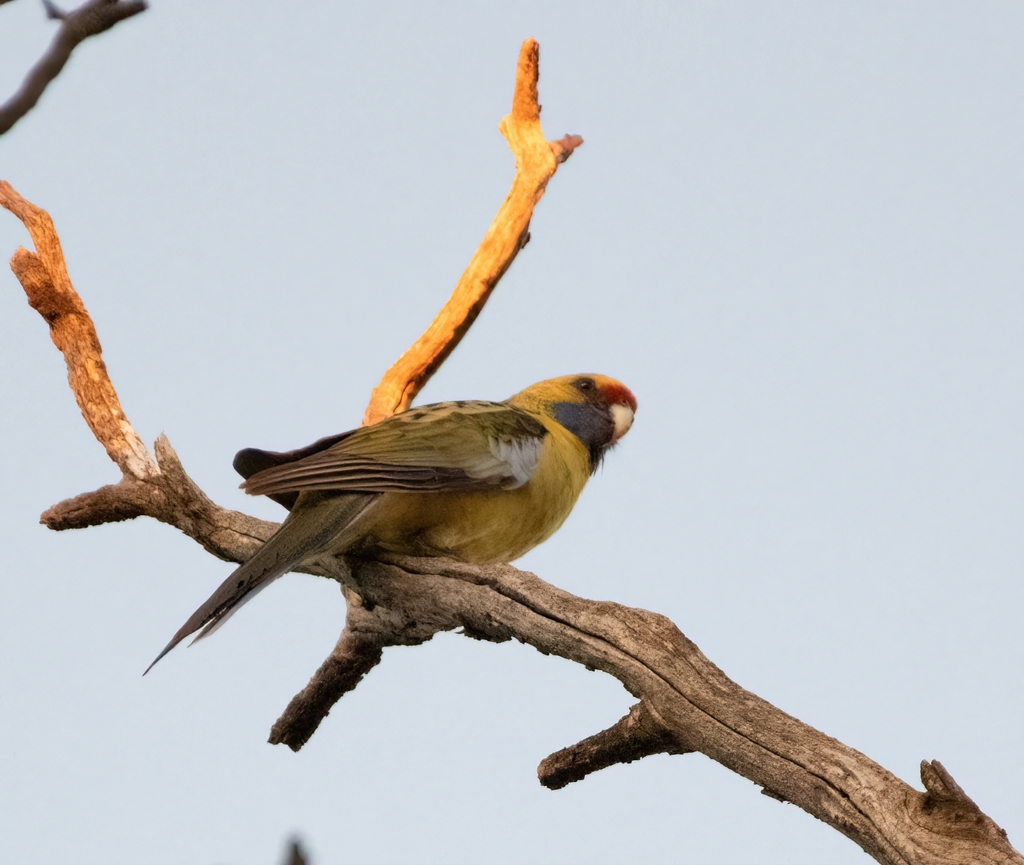 Yellow Rosella from Koondrook VIC 3580, Australia on June 30, 2022 at ...