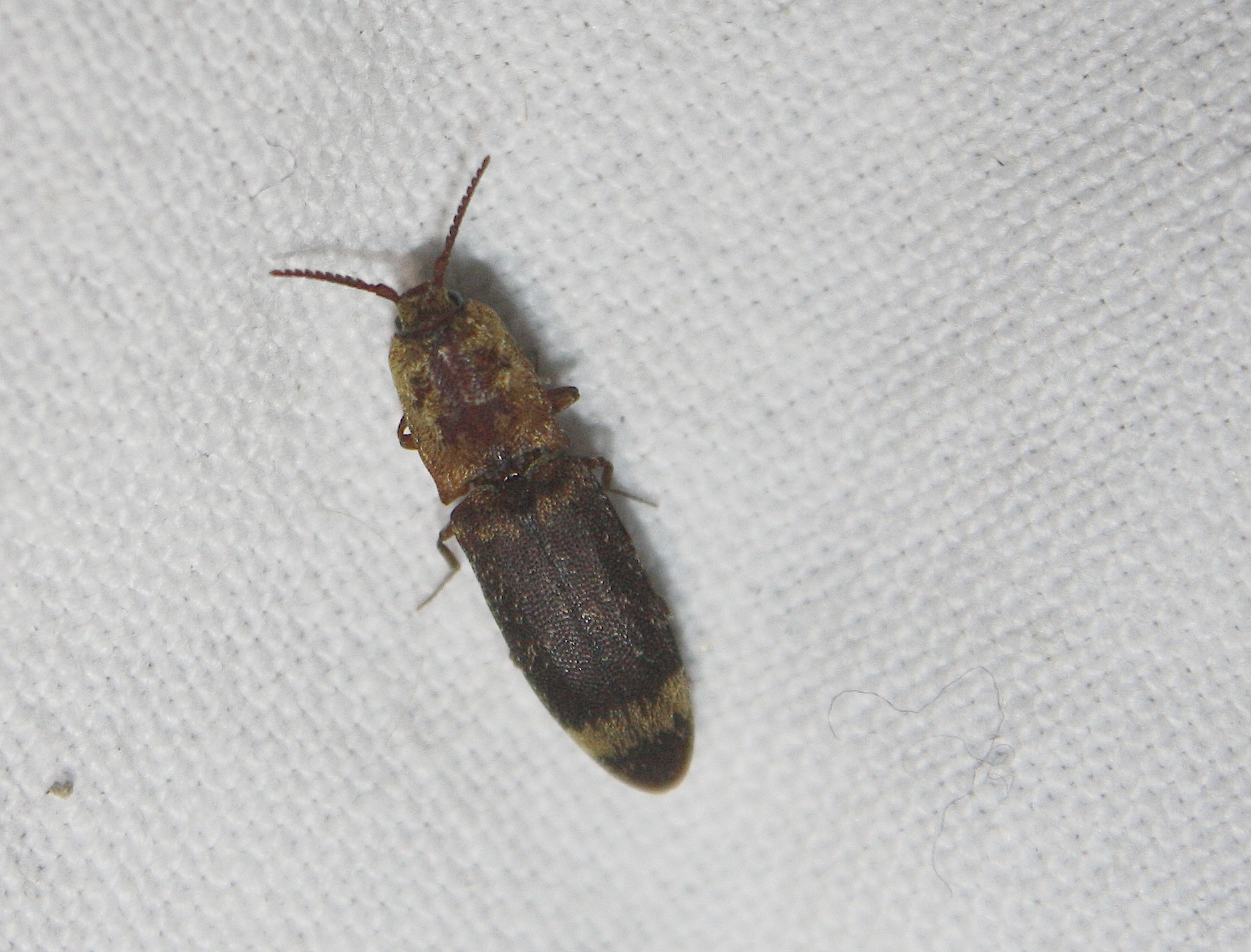 Lacon querceus (Herbst, 1784)