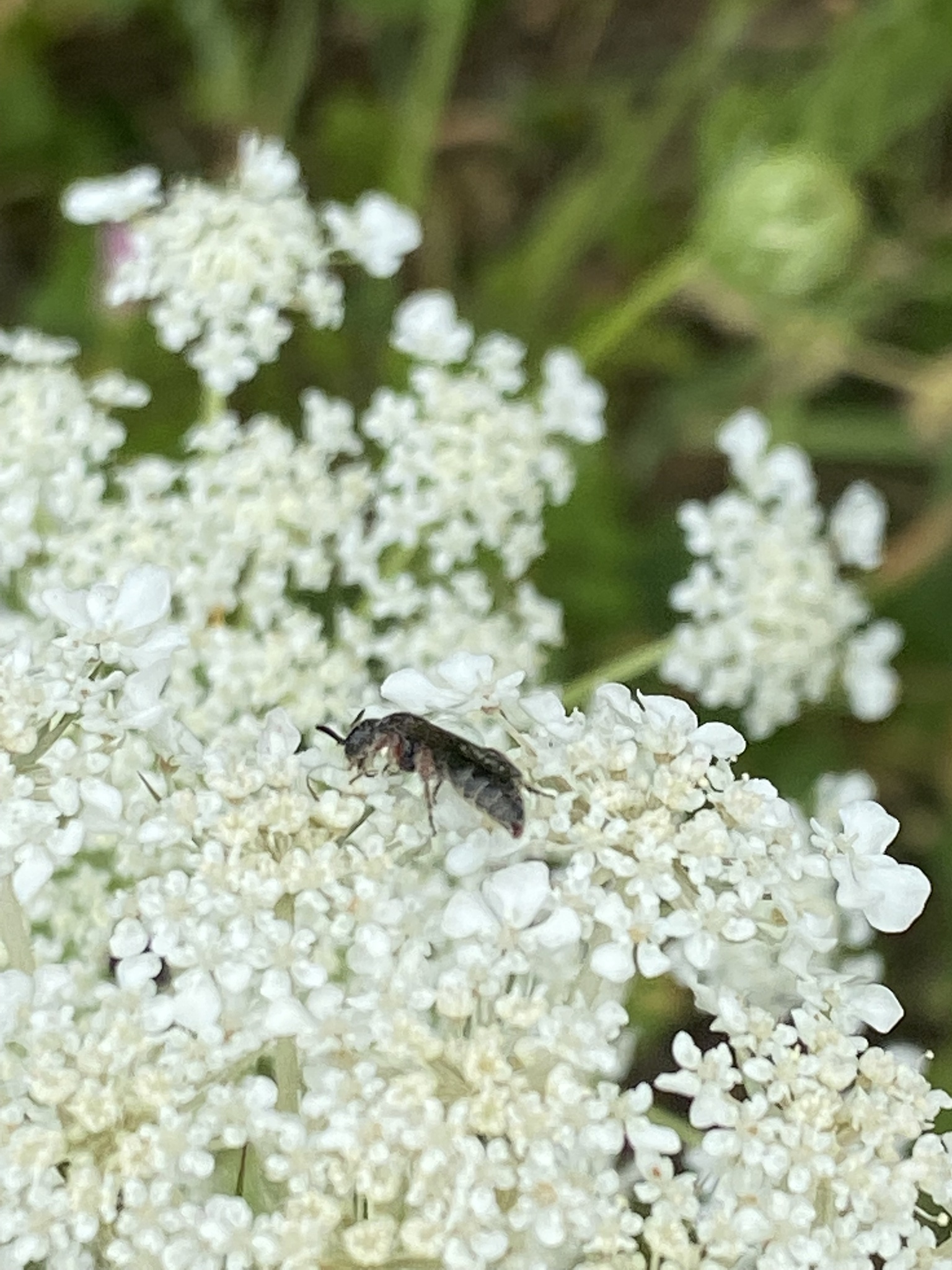 Tiphia J.C.Fabricius, 1775