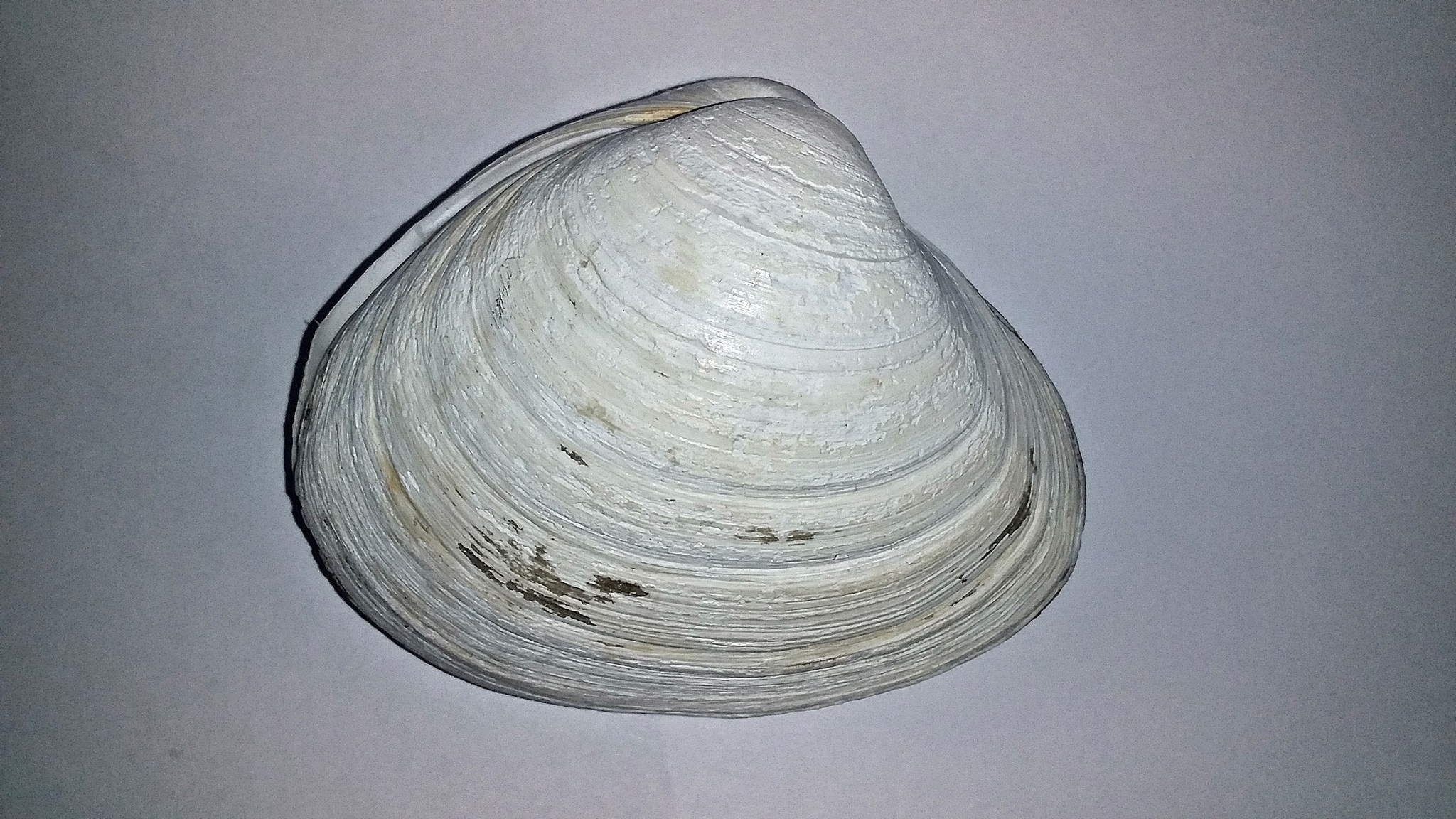 Spisula sachalinensis (Schrenck, 1862)