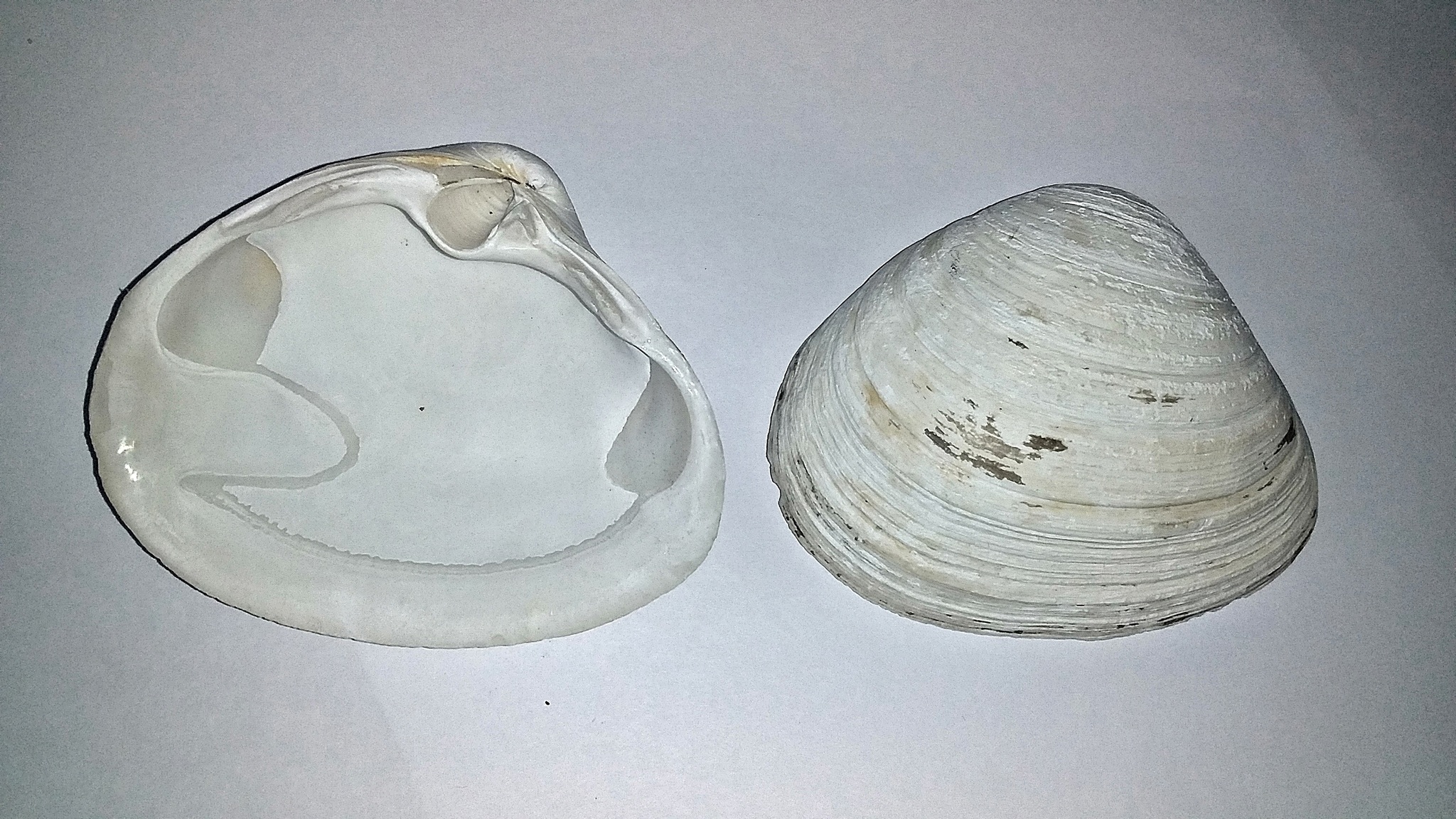 Spisula sachalinensis (Schrenck, 1862)