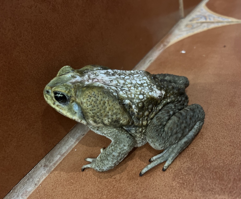 Giant Toad from Santa Cruz, Guanacaste, CR on June 30, 2022 at 03:44 AM ...
