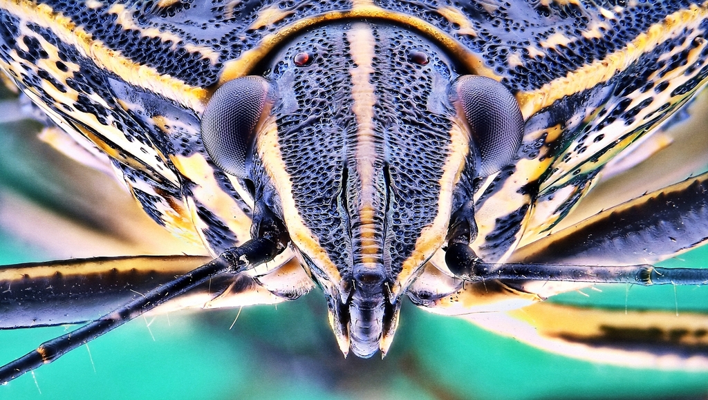 Yellow-spotted Stink Bug from 台灣台北 on June 30, 2022 at 05:50 PM by ...