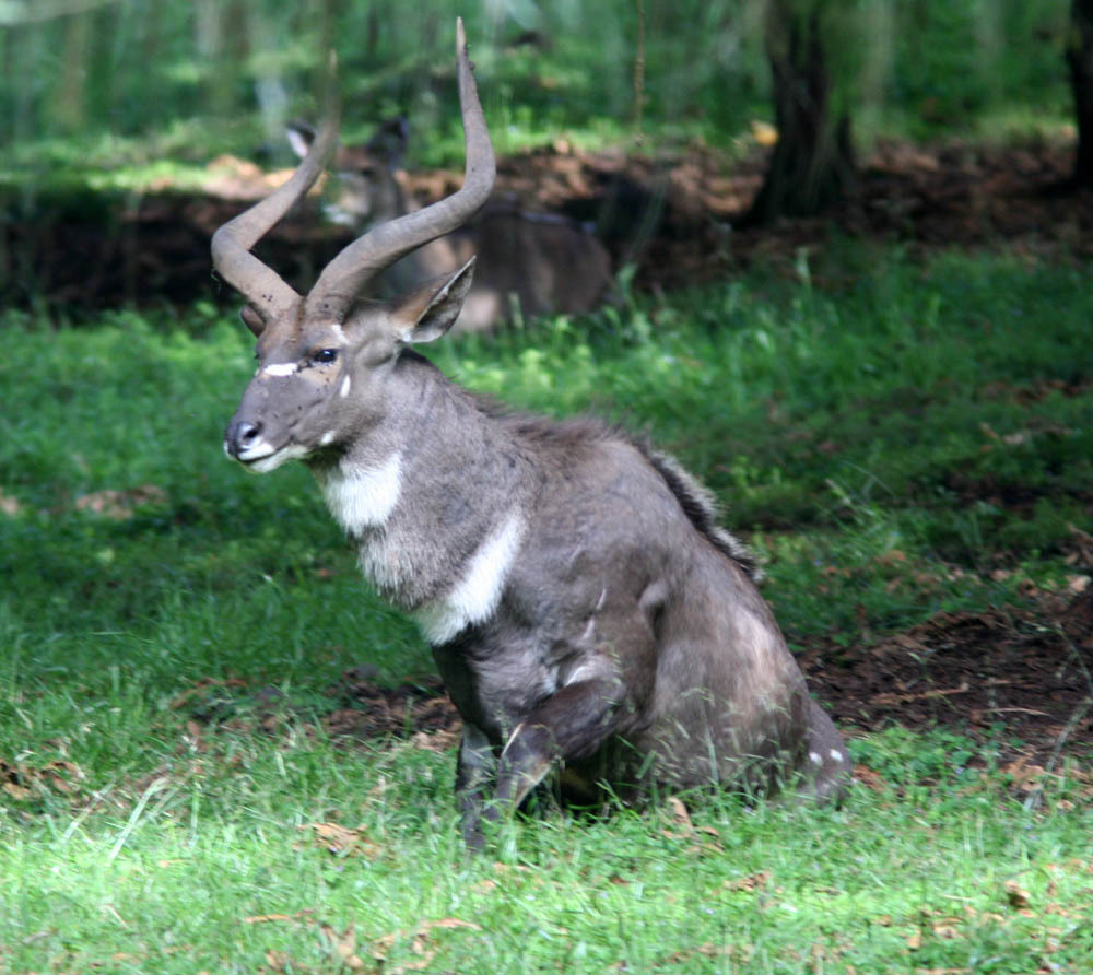 Mountain Nyala in October 2007 by Frédéric LEVIEZ · iNaturalist