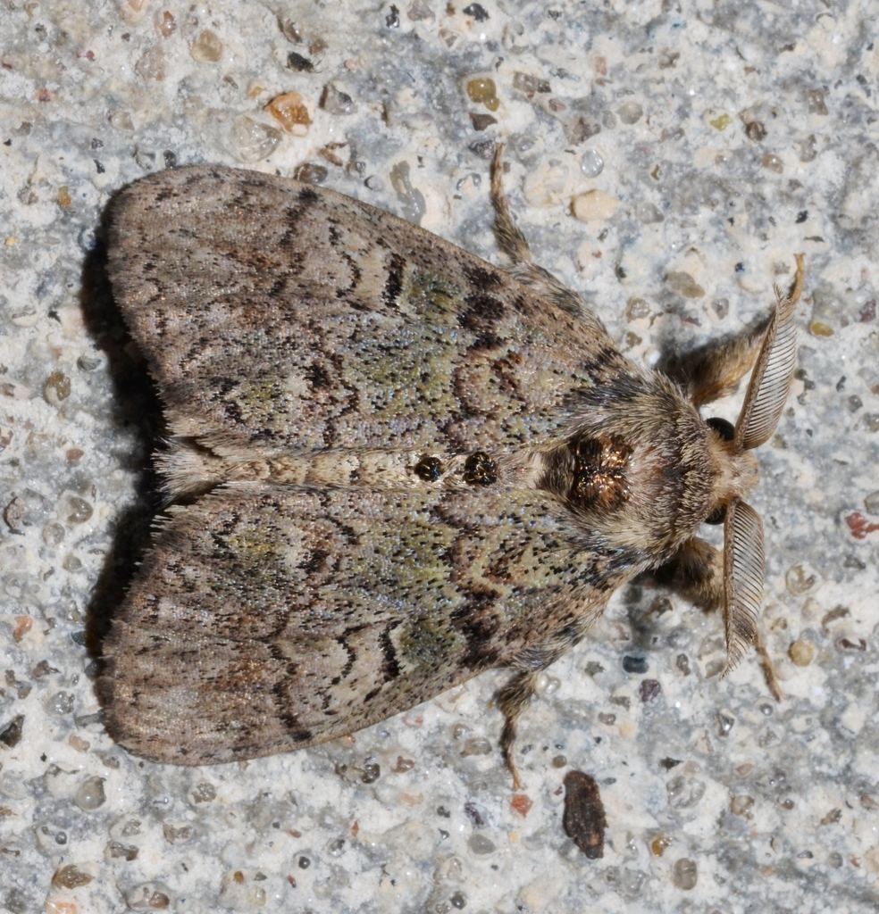 Variable Tussock Moth (Priority Butterflies & Moths of Great Smoky ...