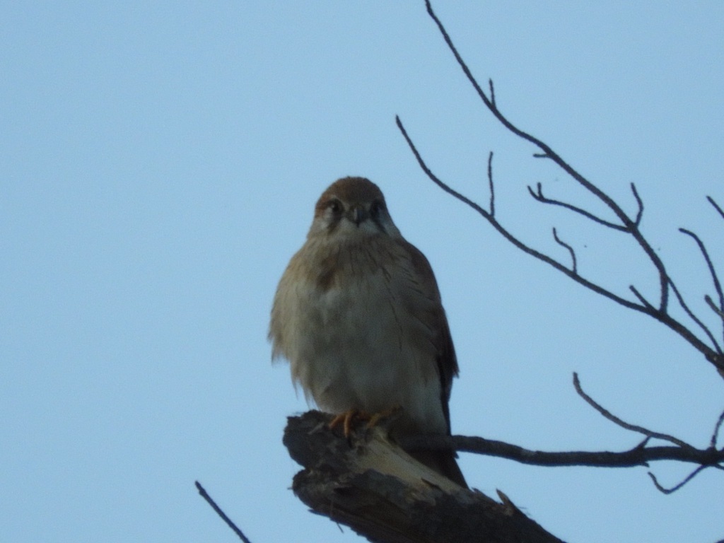 Nankeen Kestrel from Mullengandra NSW 2644, Australia on June 30, 2022 ...