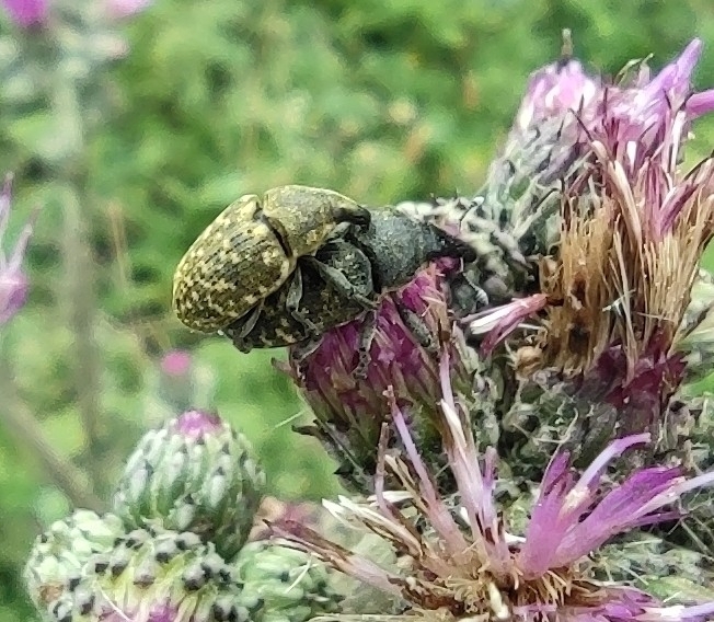 Turbine Cylindrical Weevil from Jesiona 2, 67-415, Polska on June 30 ...